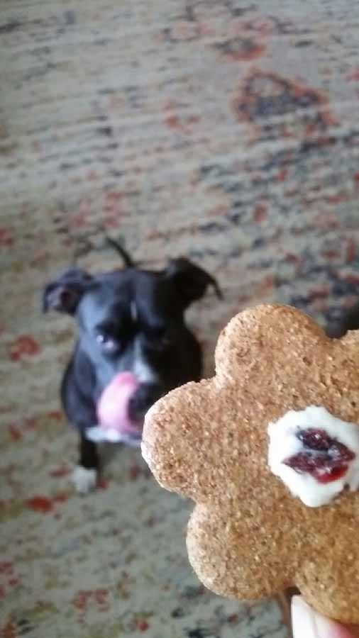 Bone-a-Fido Bakery